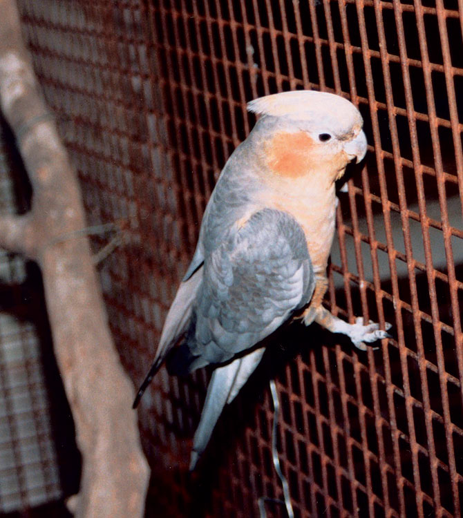056 Breed Australia’s new national bird? - Australian Traveller
