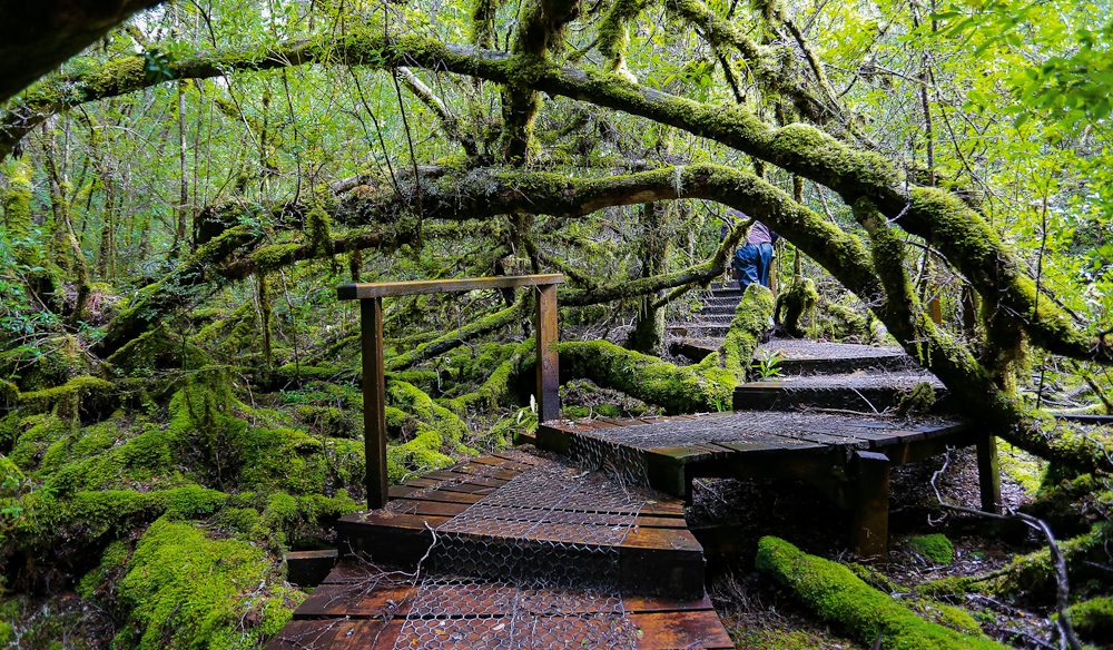 Styx Valley – Tasmania’s Valley of the Giants