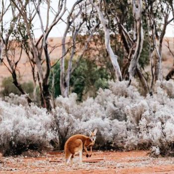 Outback Western Australia Guide