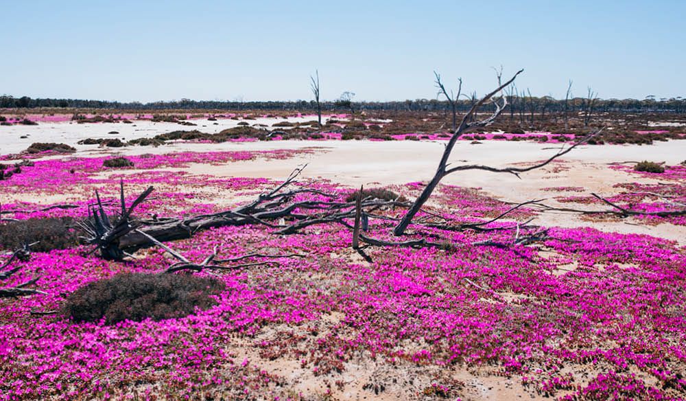 5 of the Best Places Near Perth to See WA's Wildflowers