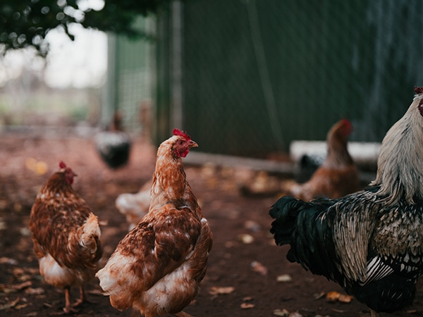 7 Griffith restaurants leading the way in farm-to-table dining