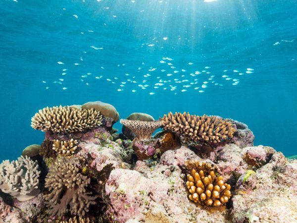 10 of the most environmentally conscious Great Barrier Reef tours