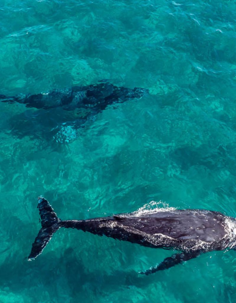 How whale watching in Hervey Bay guarantees humpback sighting ...