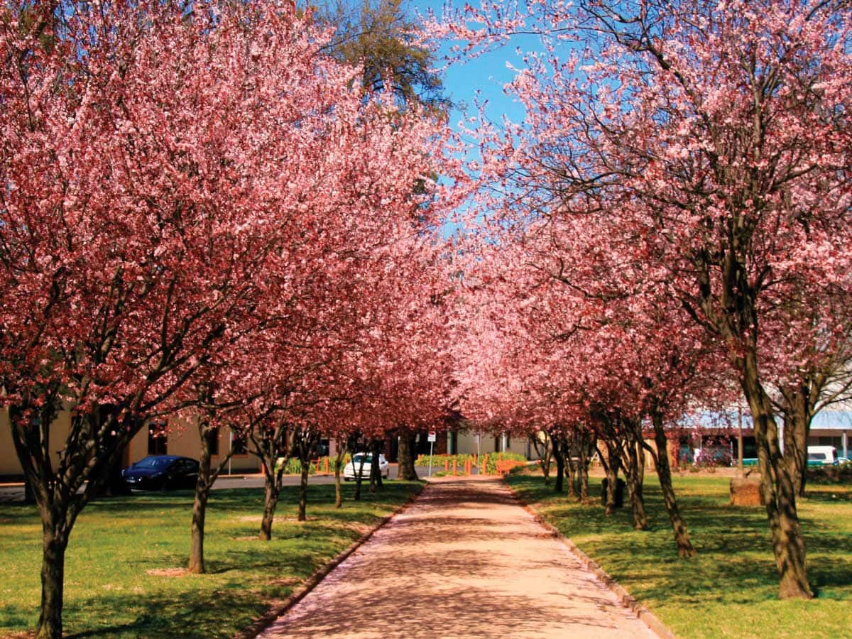 Where to eat and stay in Orange, NSW - Australian Traveller