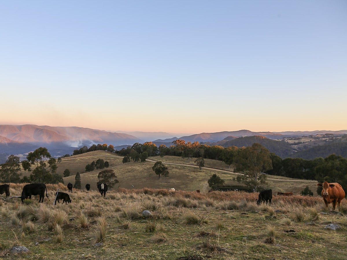 Best Tenterfield accommodation, cafes and things to do