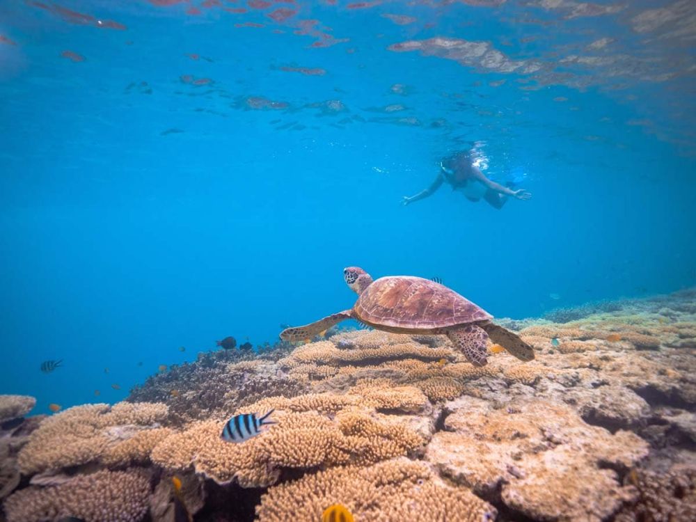 10 Incredible Things To Do In Bundaberg | Australian Traveller