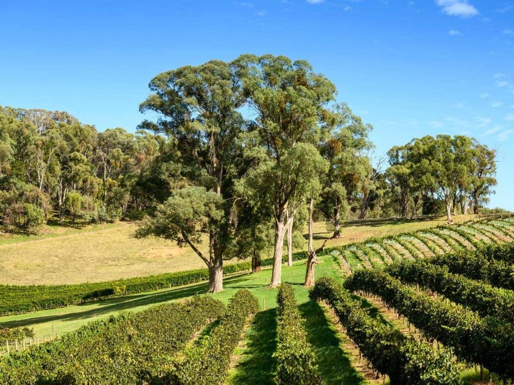 14 Bright Restaurants To Put On Your Radar - Australian Traveller