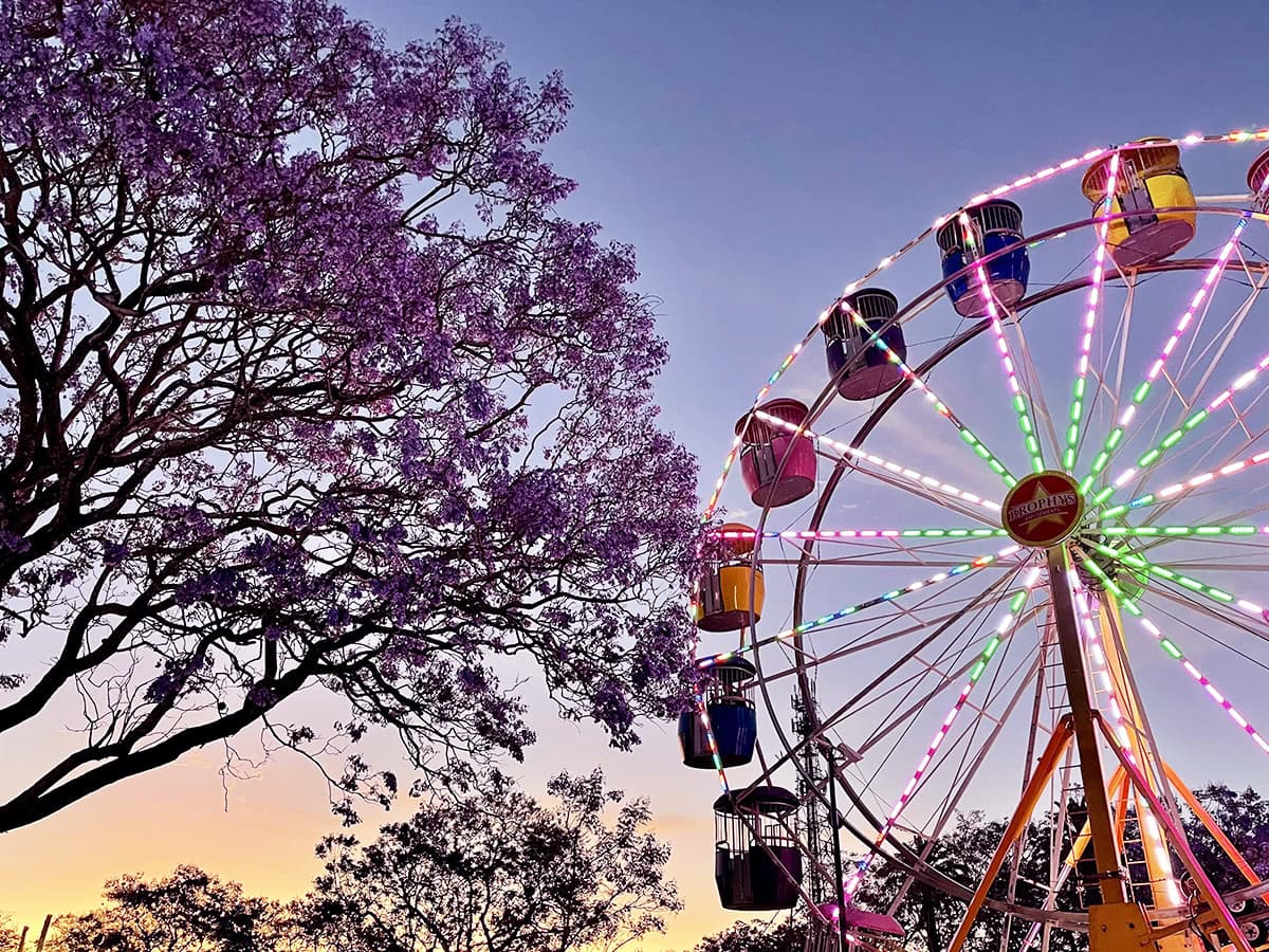Your guide to Grafton's Jacaranda Festival