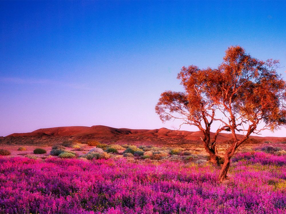 Best Places To See Wildflowers In Australia | Australian Traveller