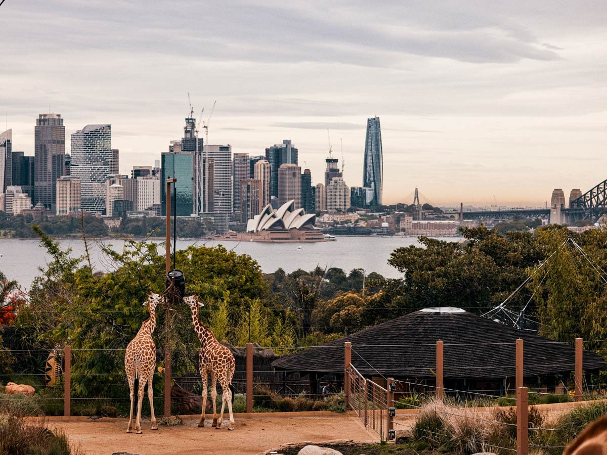 9 Must-See Sydney Zoos and Wildlife Experiences | Australian Traveller