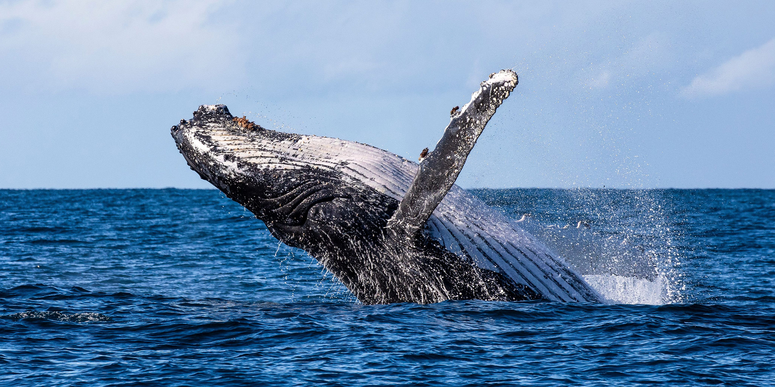 The best whale-watching locations to witness the record-breaking season ...