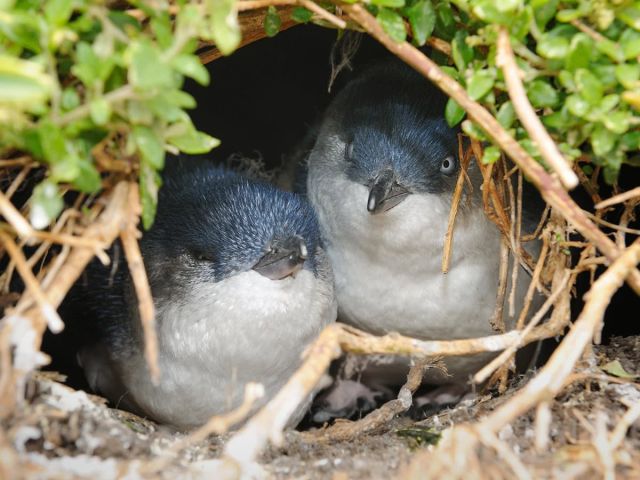 14 Places To See Penguins In Australia | Australian Traveller