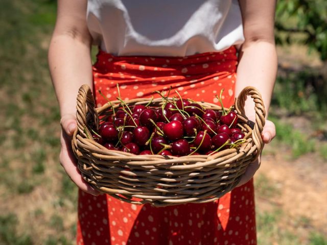 A Seasonal Guide to Fruit Picking Around Australia - Australian Traveller