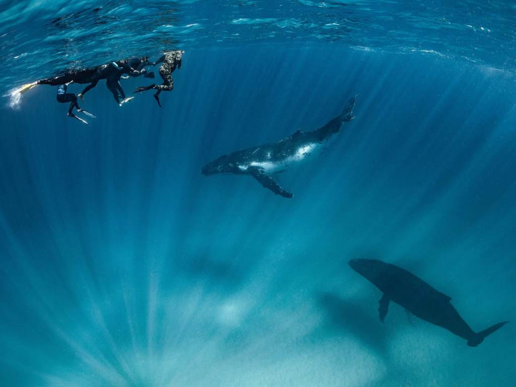 Best Places To Swim With Whales Around Australia | Australian Traveller