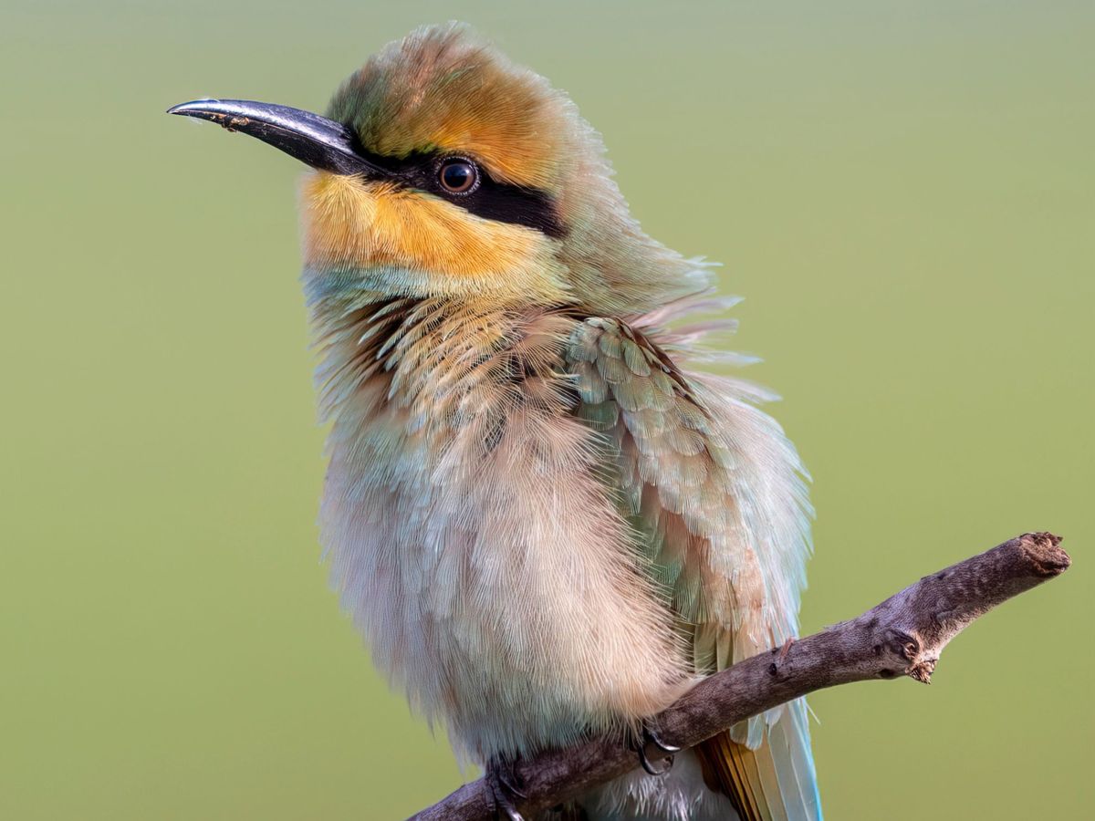 8 Weird Australian Foods Only Locals Know About - Australian Traveller