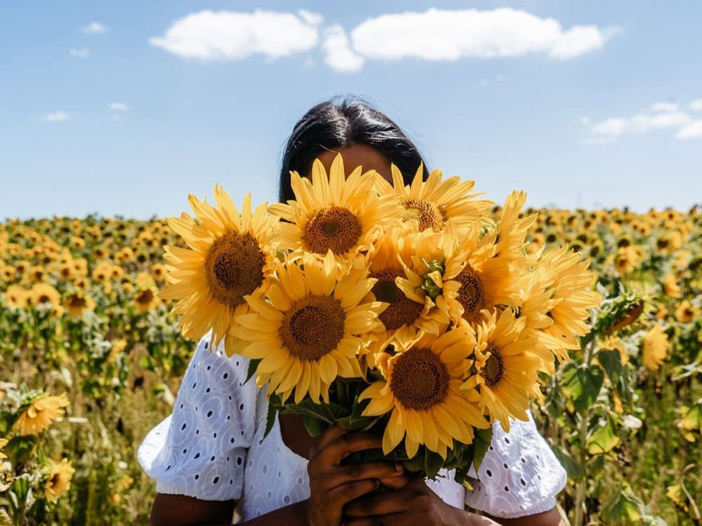 9 Picture-Perfect Places To Pick Sunflowers in Australia