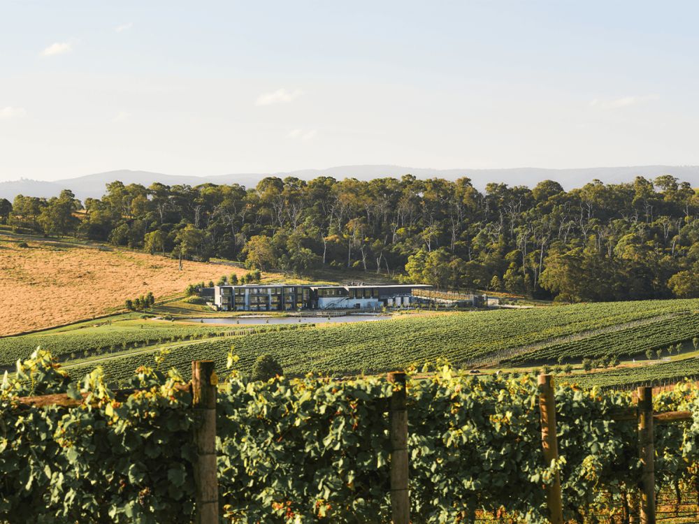 The Best Yarra Valley Wineries (2024) | Australian Traveller