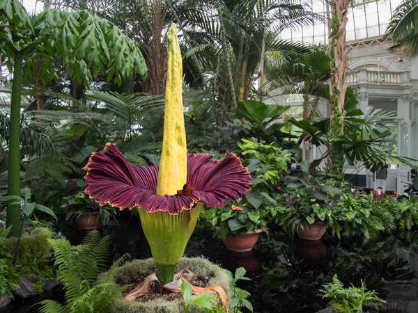 Sydney's rare Corpse Flower is about to bloom – only for 24 hours