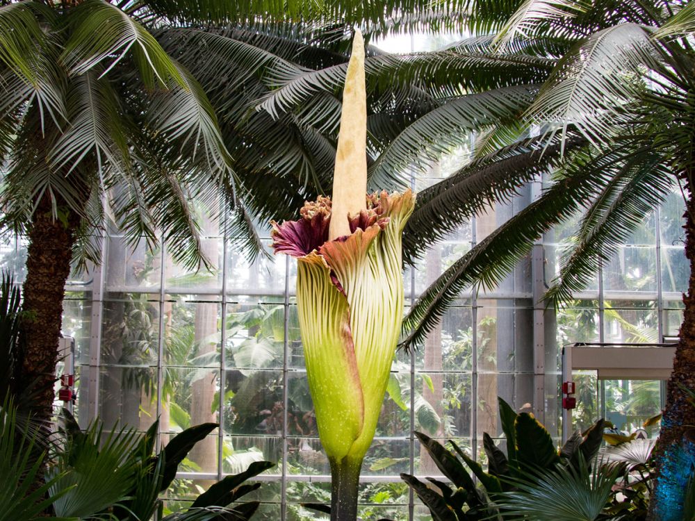 Sydney's rare Corpse Flower is about to bloom – only for 24 hours