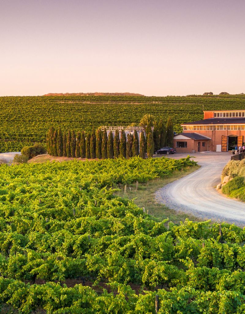 Top Things To Do In McLaren Vale | Australian Traveller