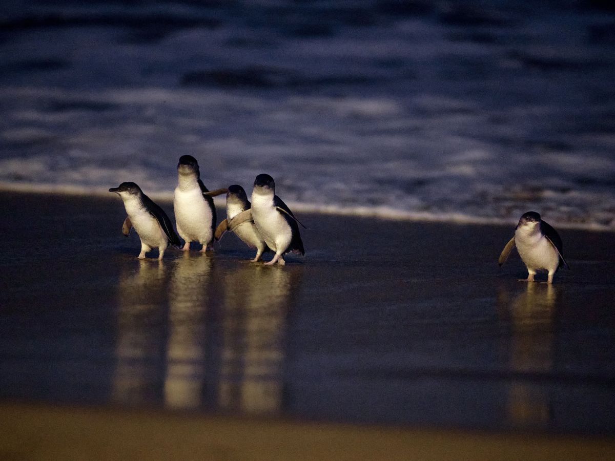 73 things you need to do in Melbourne