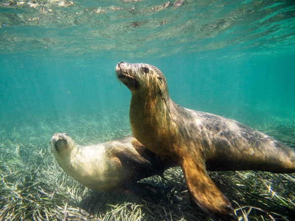This epic Baird Bay Experience reveals SA's best-kept secret