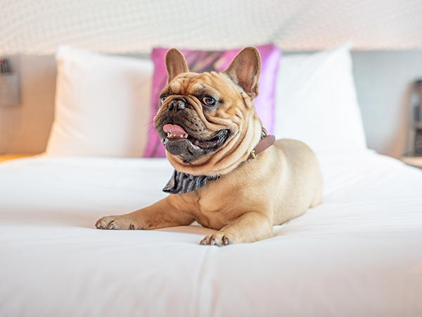 10 luxury pet-friendly hotels to treat your dog like a king