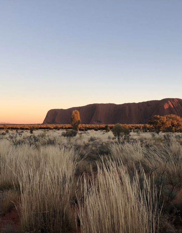 Inside Uluṟu's spectacular installation: Field of Light