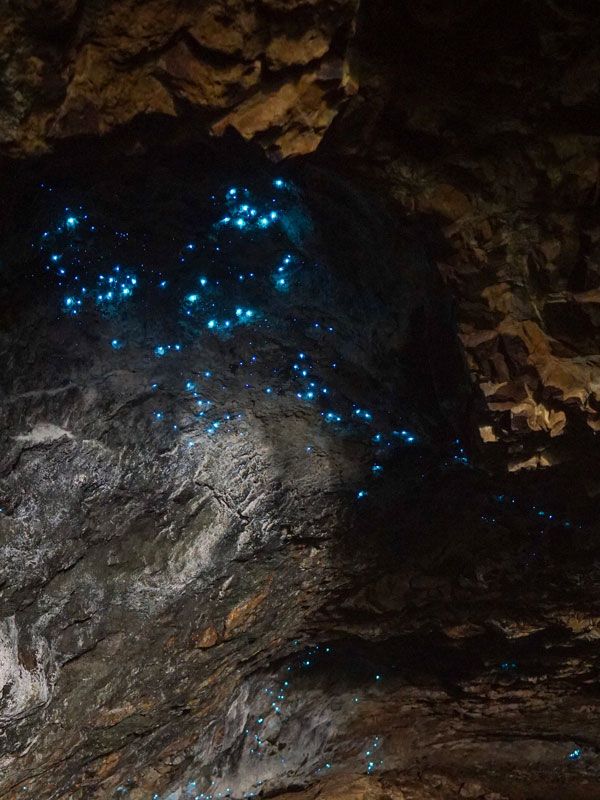 This ancient rainforest hosts one of the largest glow worm colonies