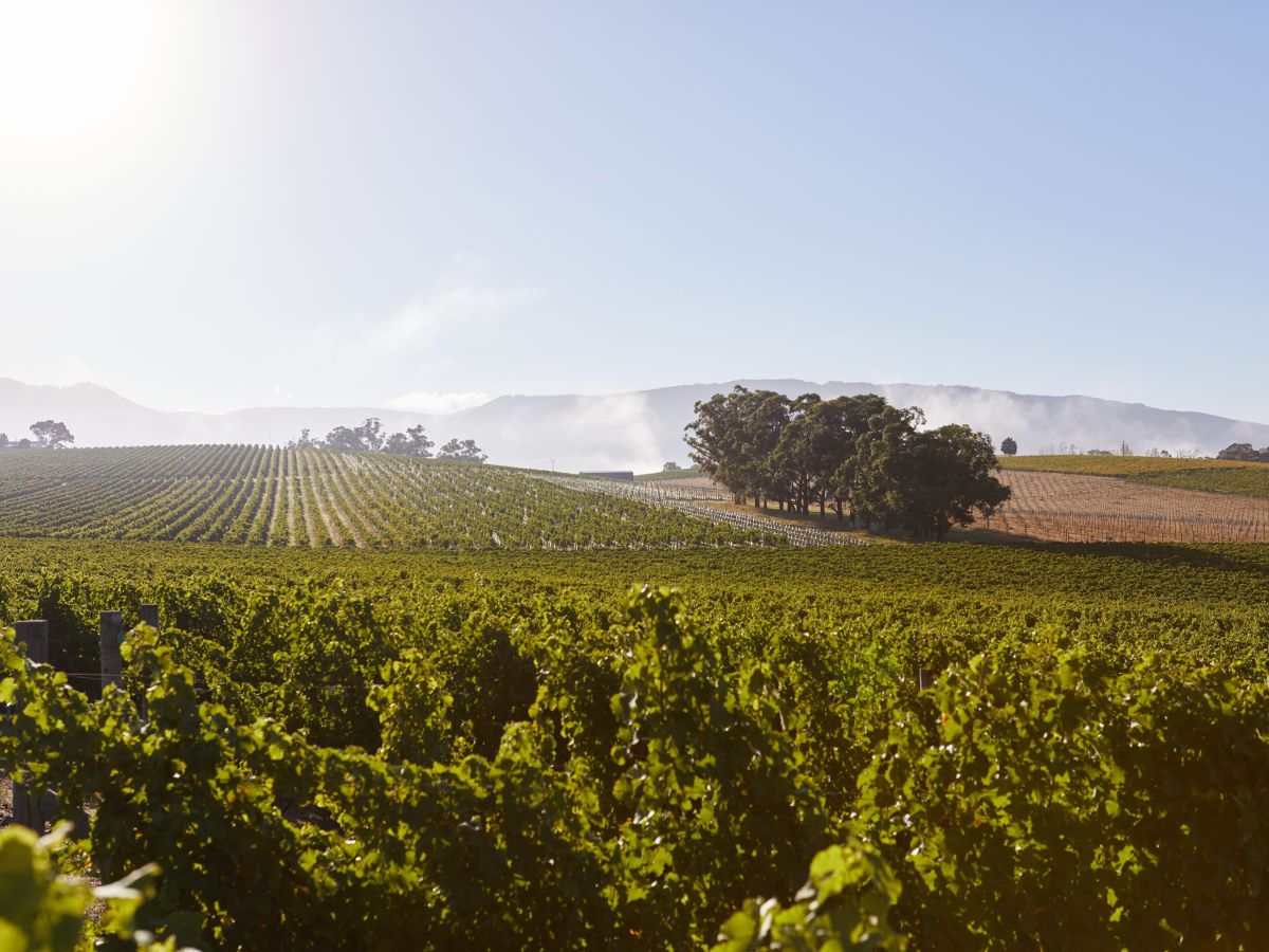 Are Hoop Snakes Real?