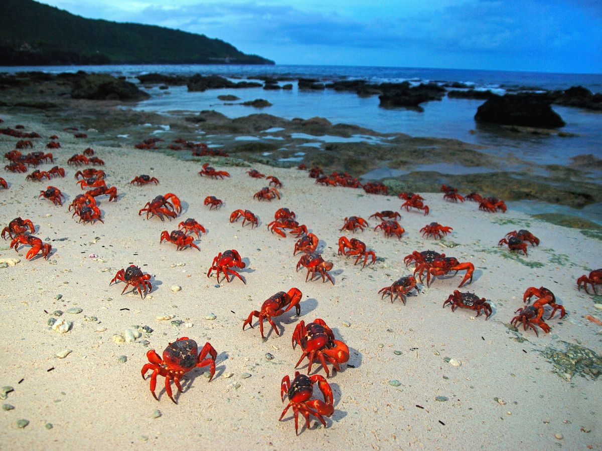 Christmas Island red crab migration: how to experience it