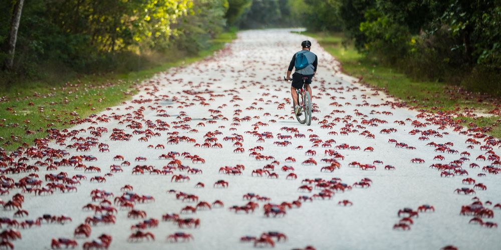 Christmas Island red crab migration: how to experience it