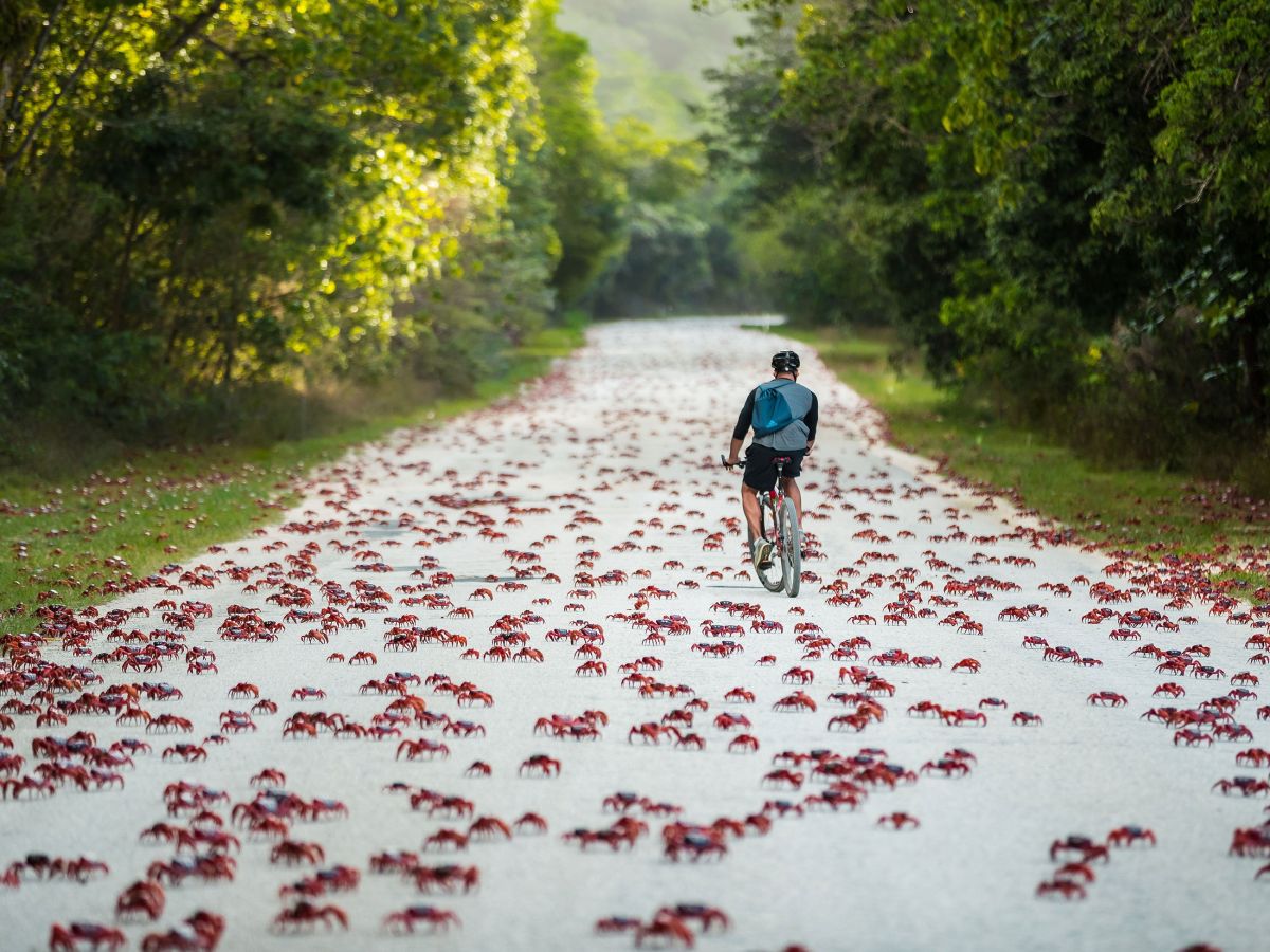 Christmas Island red crab migration: how to experience it