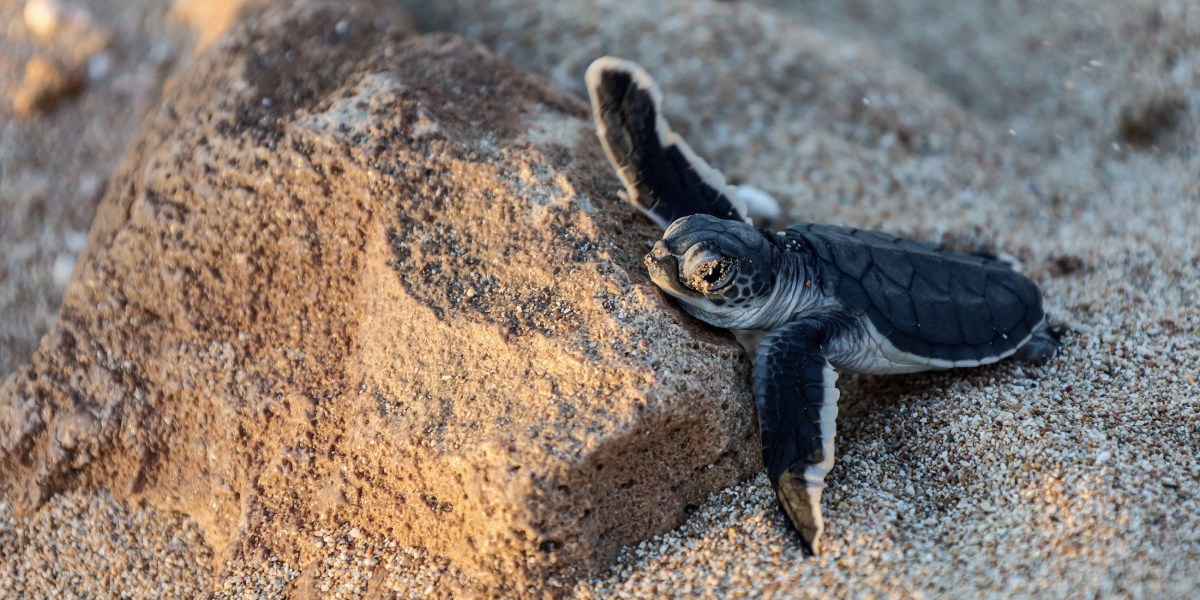 It’s officially turtle season in Ningaloo: here's how to experience it ...