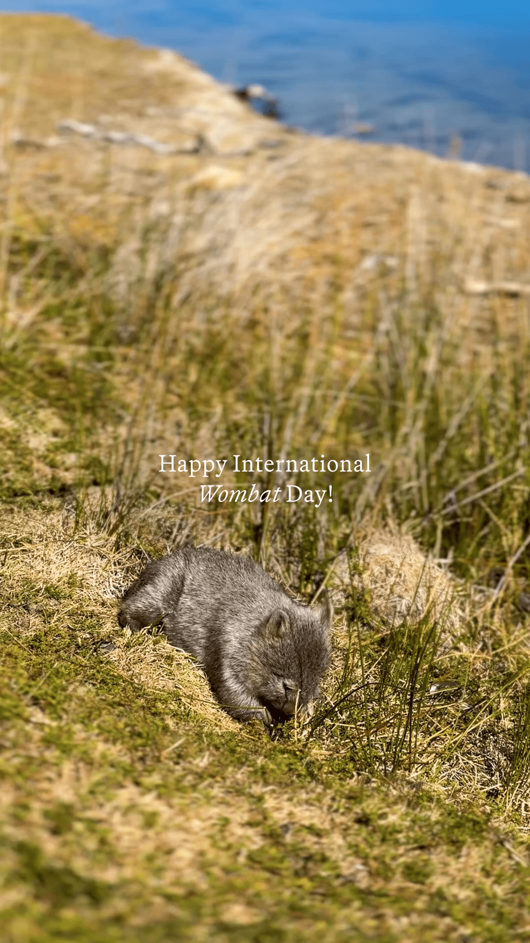 Happy International Wombat Day - Australian Traveller