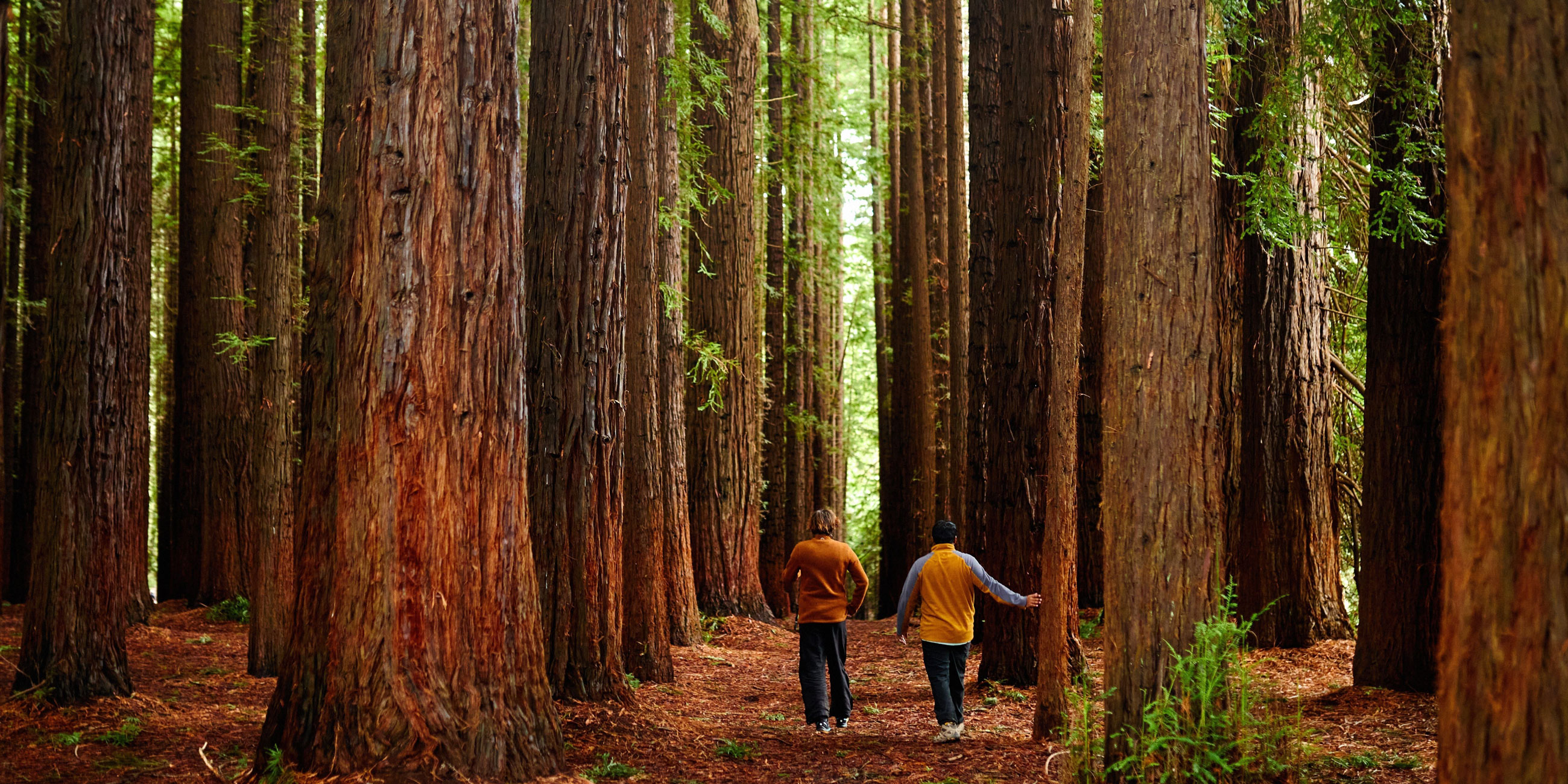 There's a giant Californian Redwood forest hiding in Victoria ...