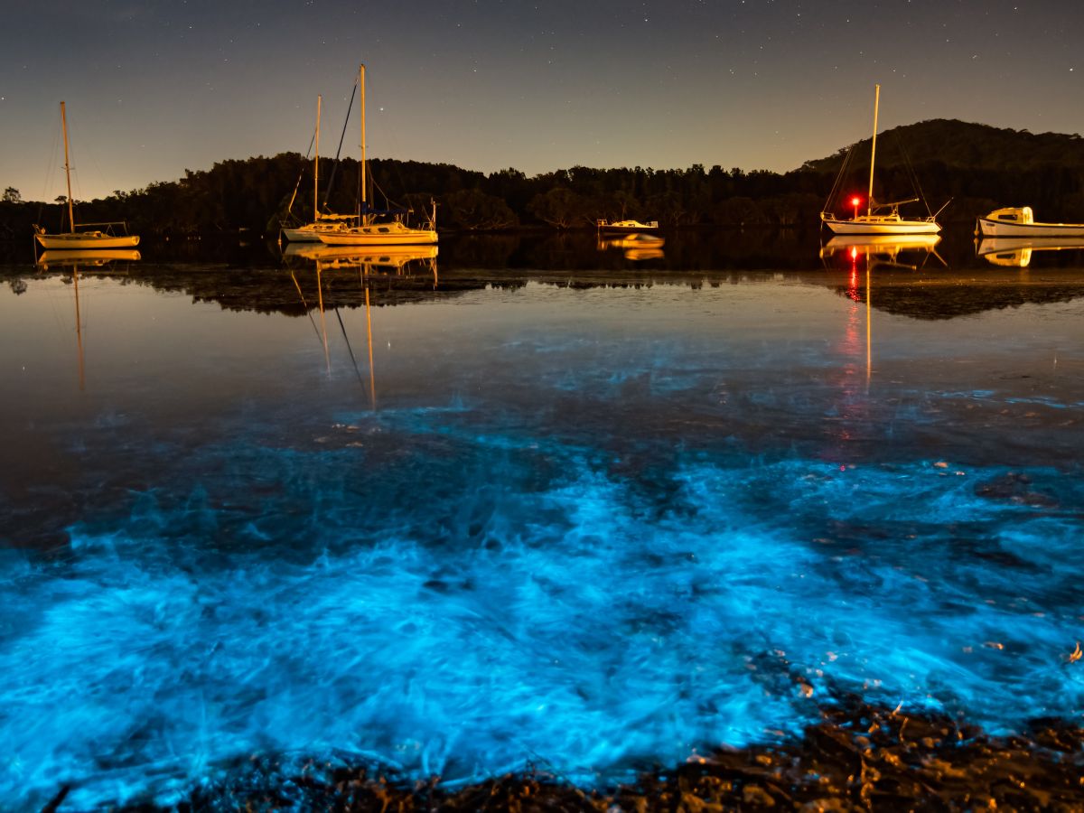 Where to see the best bioluminescence in Australia | Australian Traveller