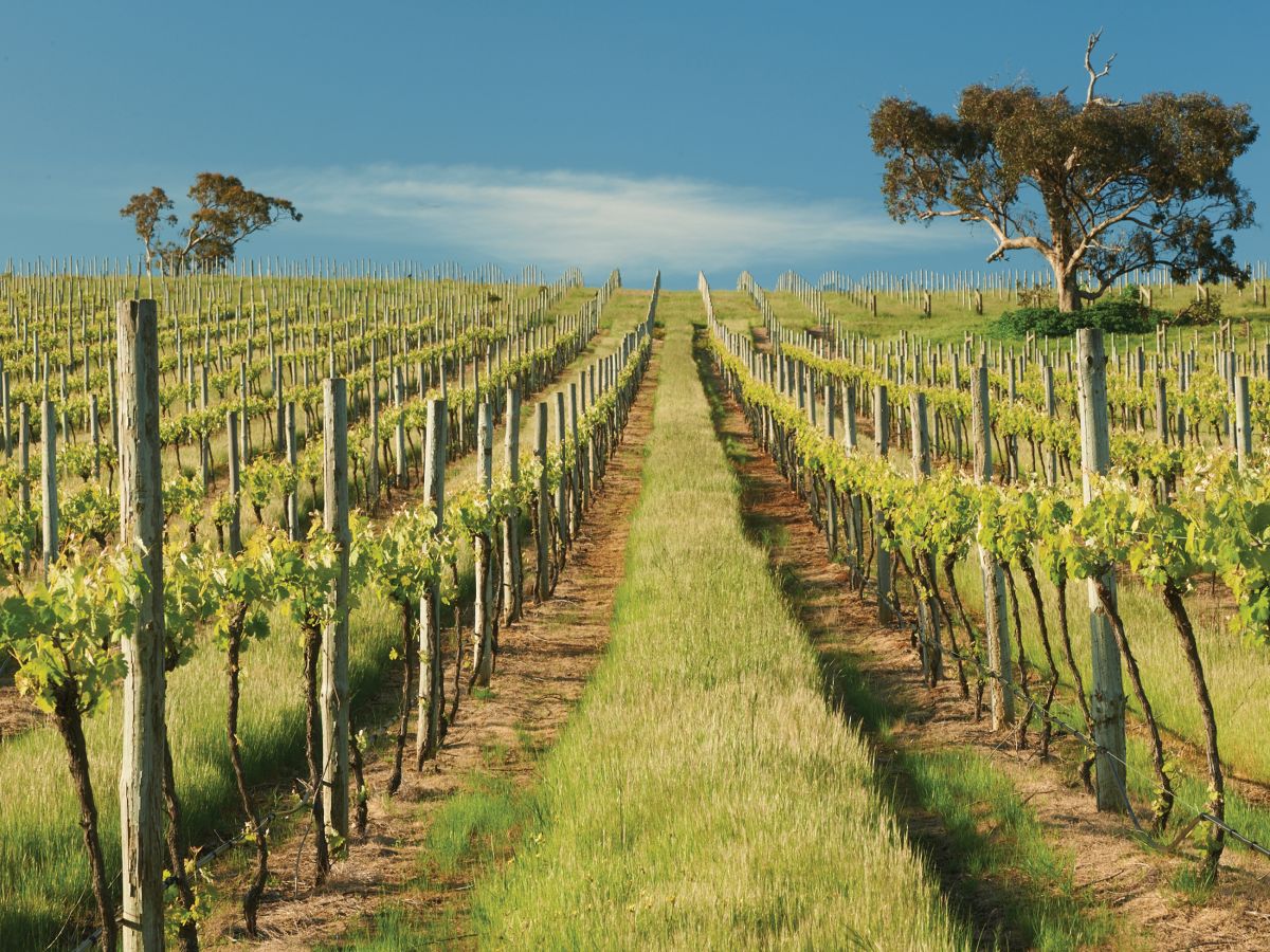 15 Adelaide Hills Wineries You Must Visit | Australian Traveller