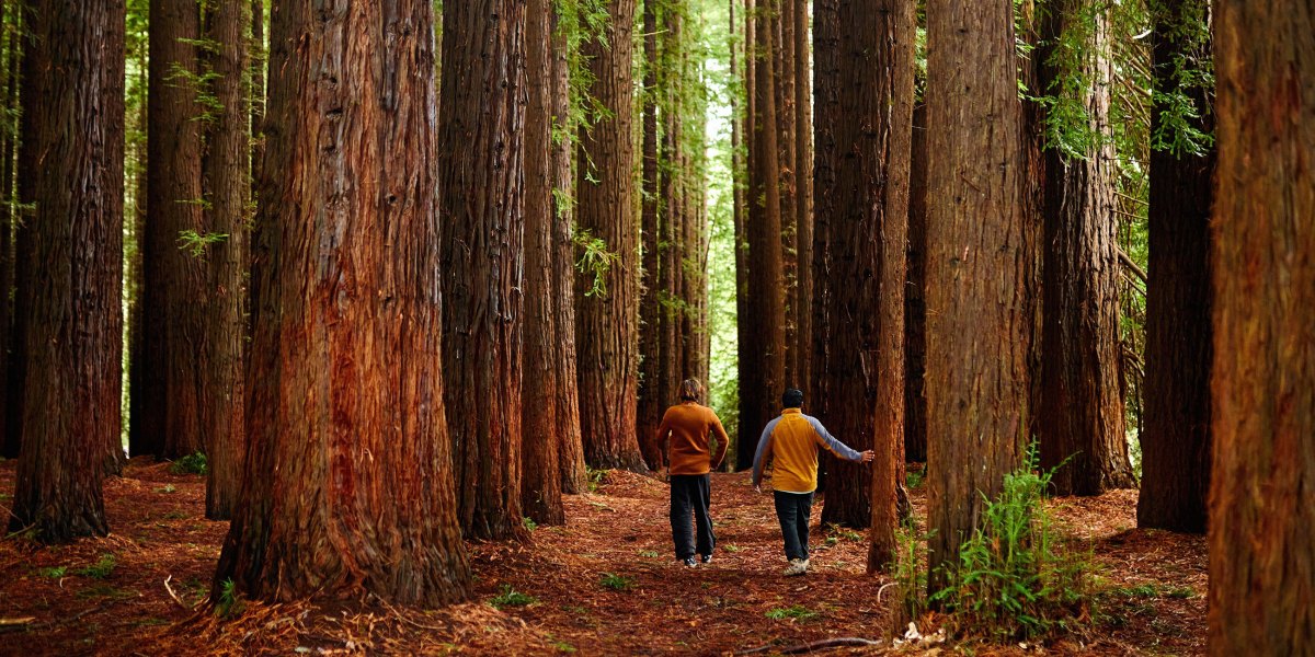 There's a giant Californian Redwood forest hiding in Victoria ...