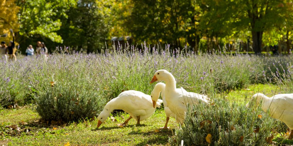 This lavender farm with Highland cows is Melbourne’s cutest day trip