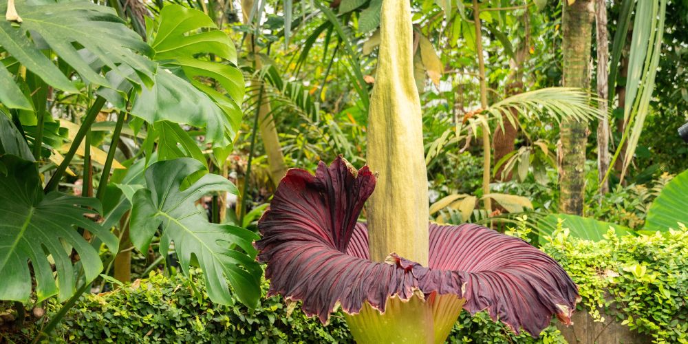 Adelaide’s corpse flower is about to bloom - Australian Traveller