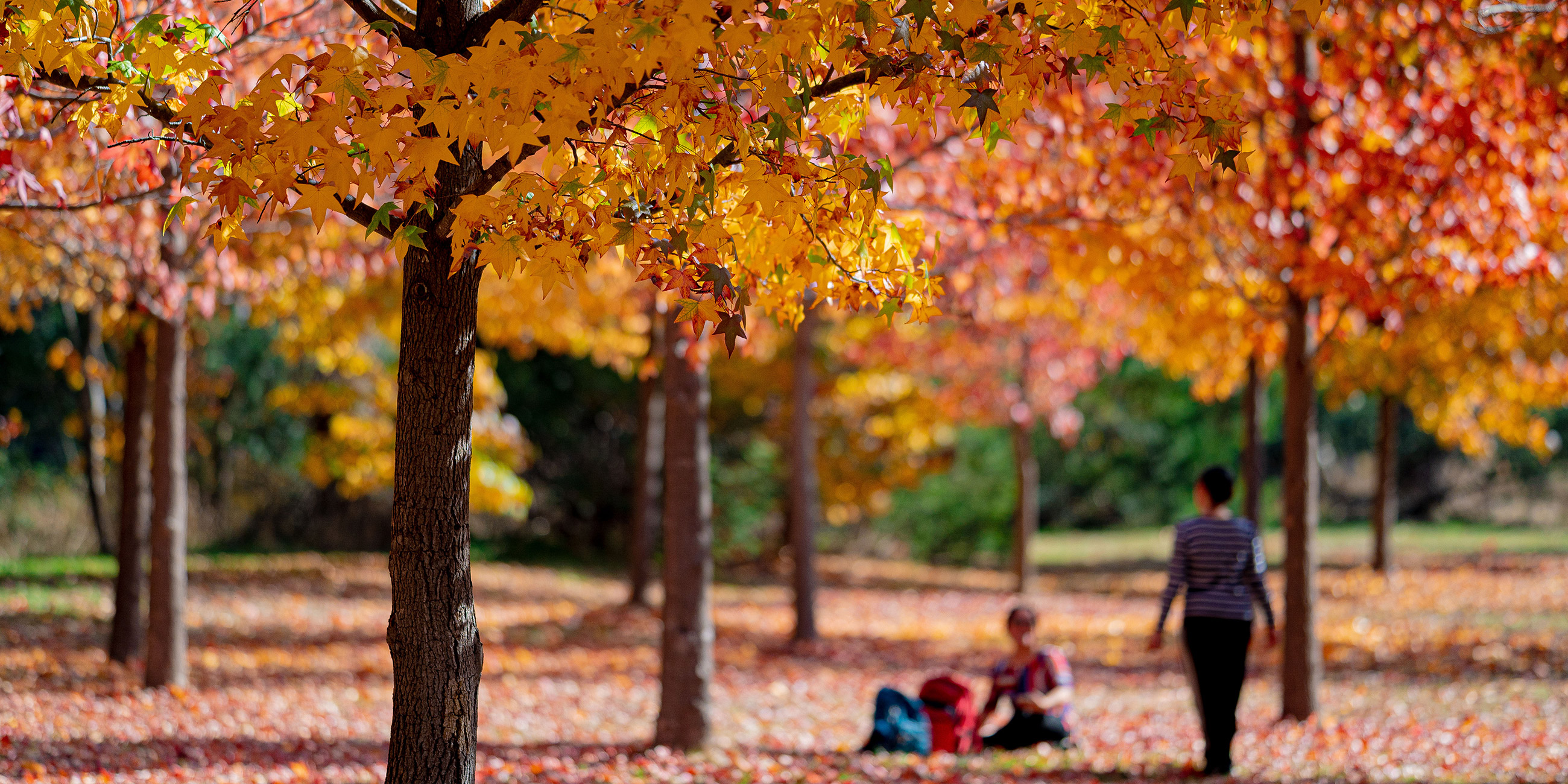 23 fun-fuelled things to do in Bendigo