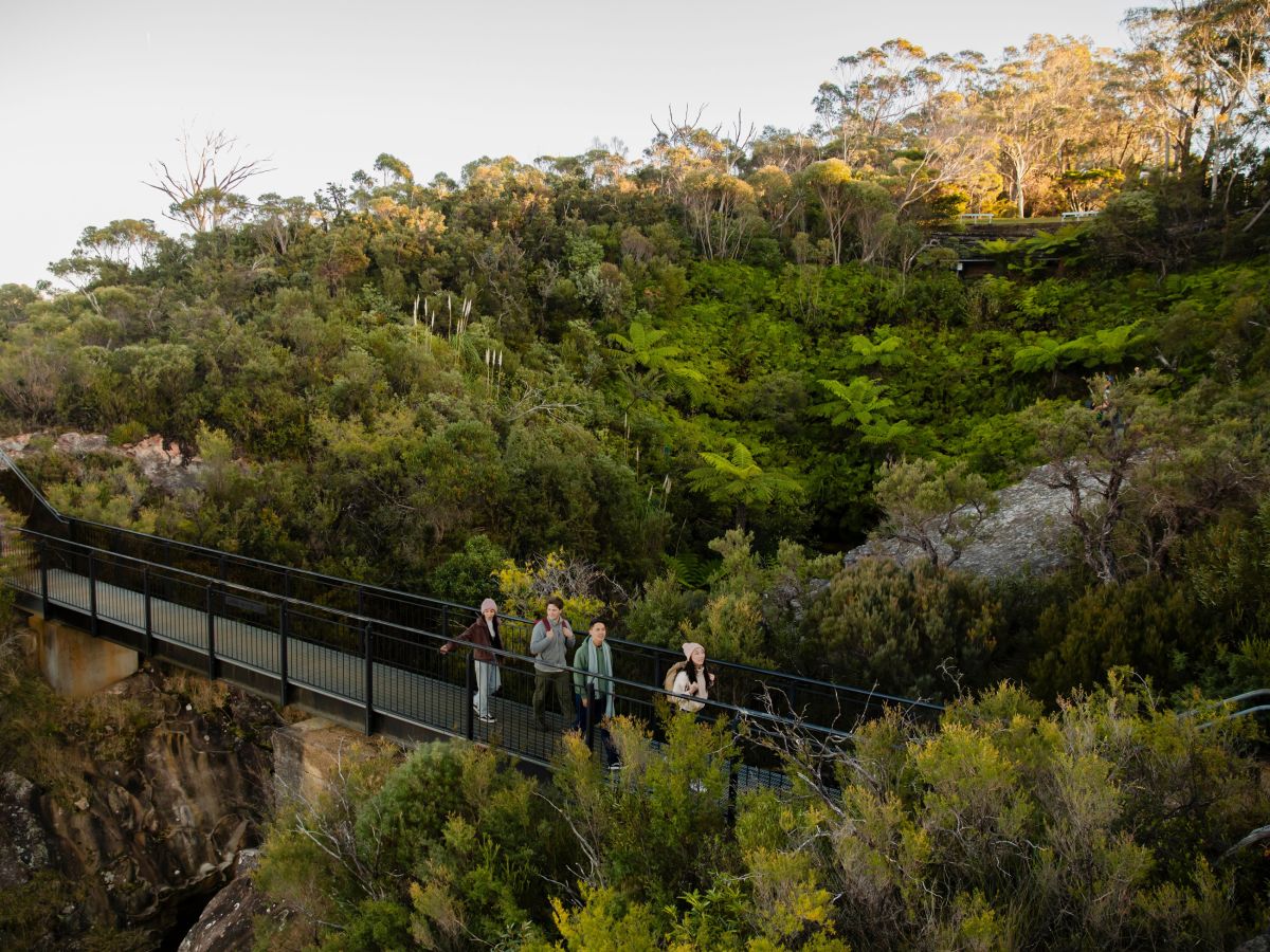 A rare natural phenomenon is about to light up Australia’s forests ...